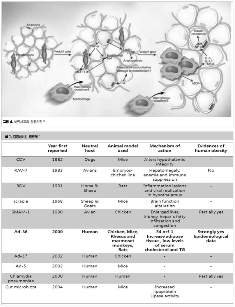 Obesity may be due to viruses... Watch out for '10' germs! – Archyde
